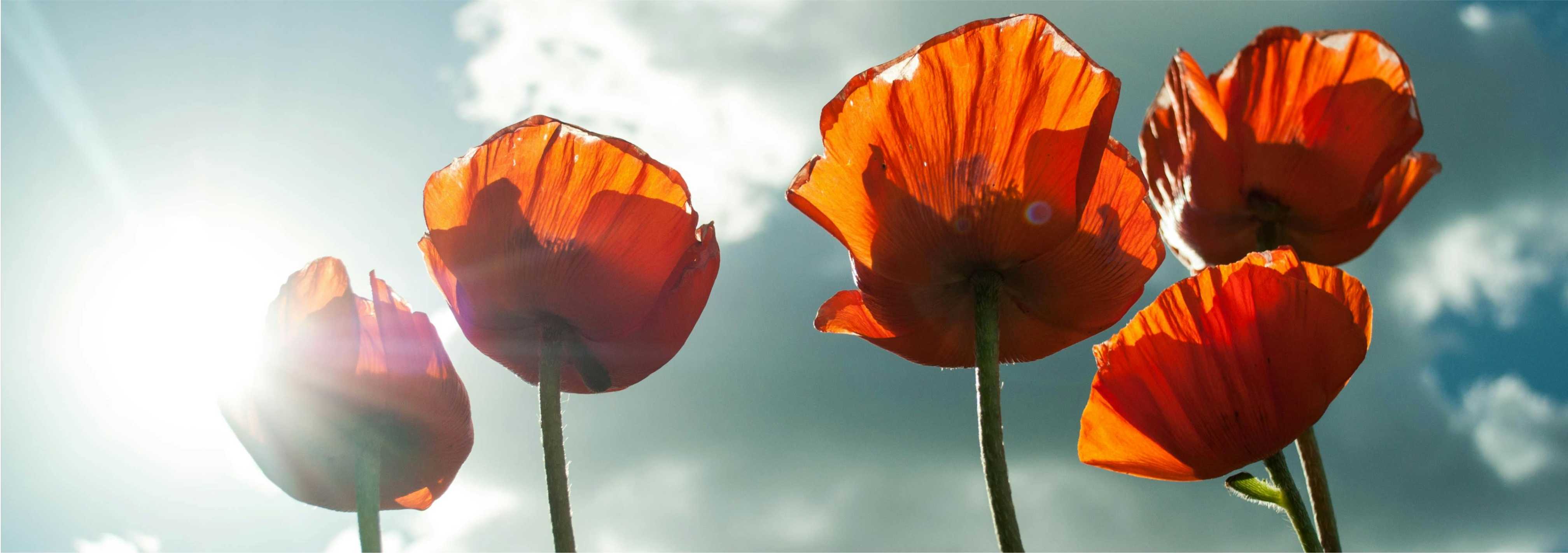 Akseer | About Akseer